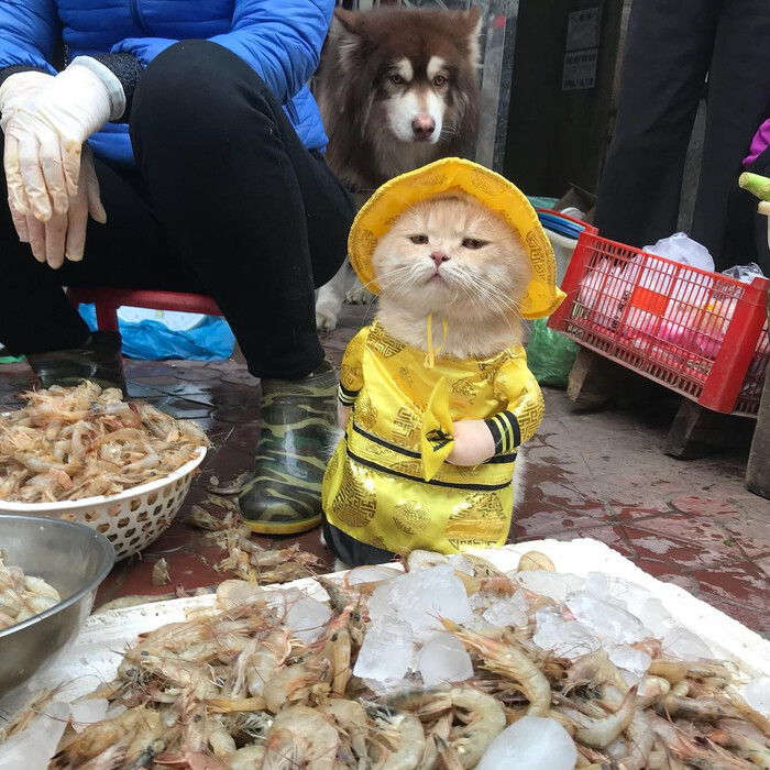 Кот, продающий рыбу на вьетнамском рынке, завоевал сердца тысяч ...